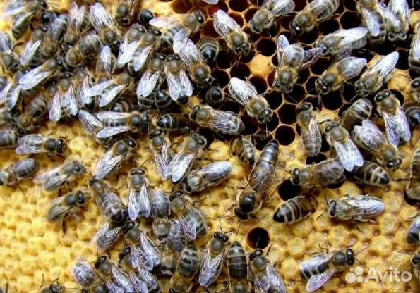 Пчелы, пчелопакеты