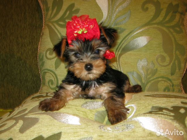 Щенки Йорка