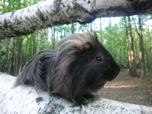 Морская свинка мальчик на вязку ищет девочку