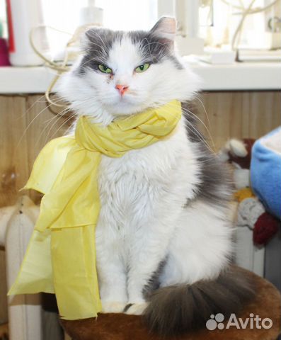 Нежное облачко Кузина