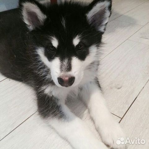 Аляскинский маламут