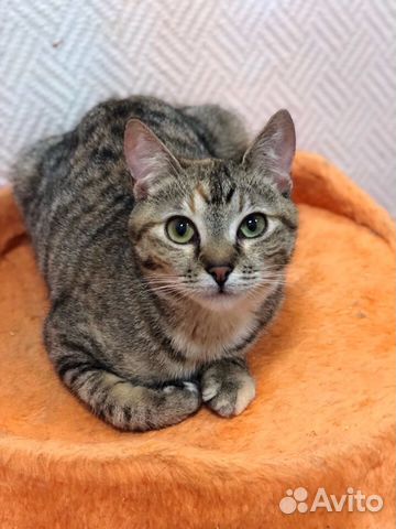Юная кошечка Лучик