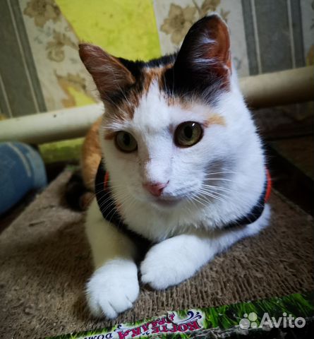 Милая кошечка Зайка