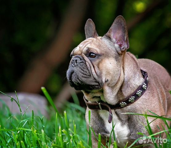 Французский бульдог. Вязка. Щенки