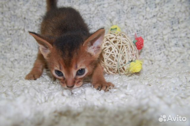 Котик Абиссинский Алекс Американский тип