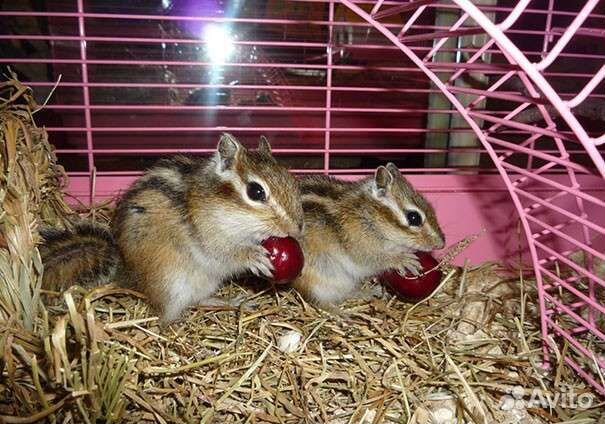 Продам бурундучков домашнего разведения