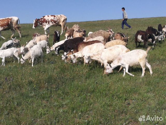 Козы, козлы