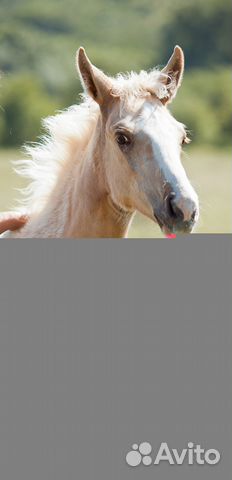 Продается шикарная 6 месячная соловая кобыла