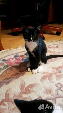Котенок черно-белый мальчик 7мес.привит,кастрат