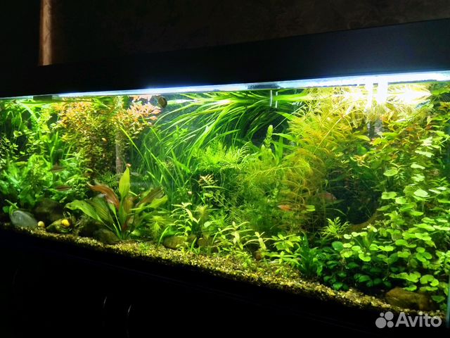 Продам растение