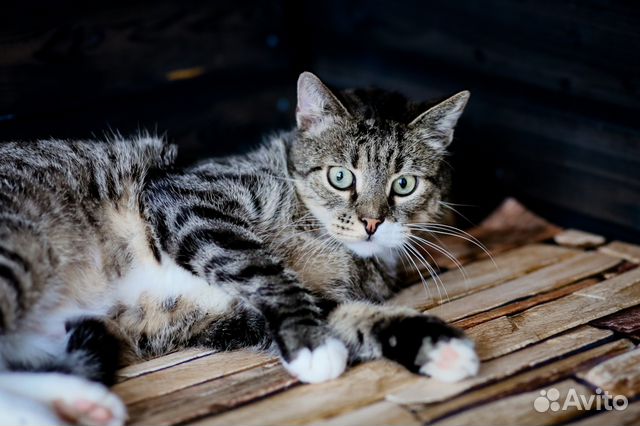 Молодой кот