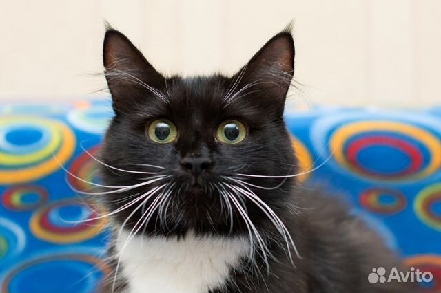 Василиса Прекрасная