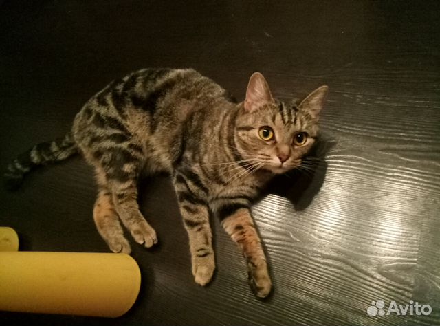 Нужен котик для вязки