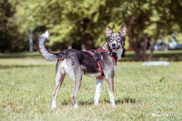 Малышка Бася в добрые руки
