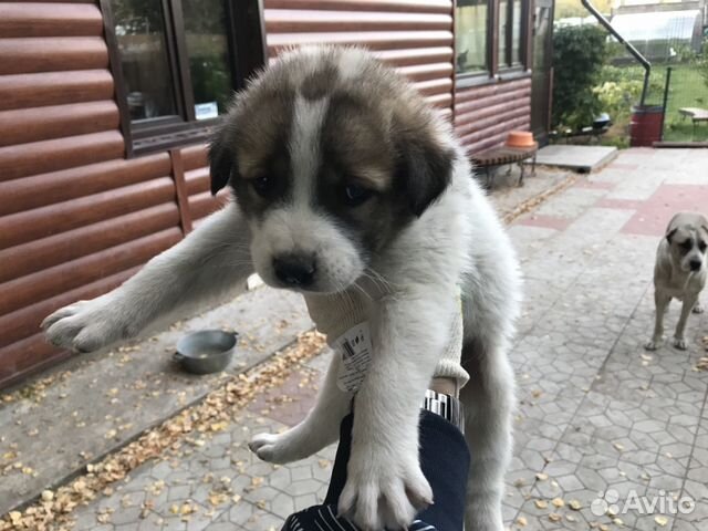 Щенки сао (алабай)