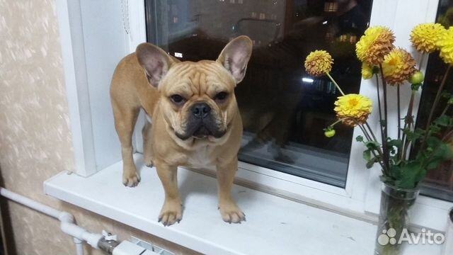 На вязку француз