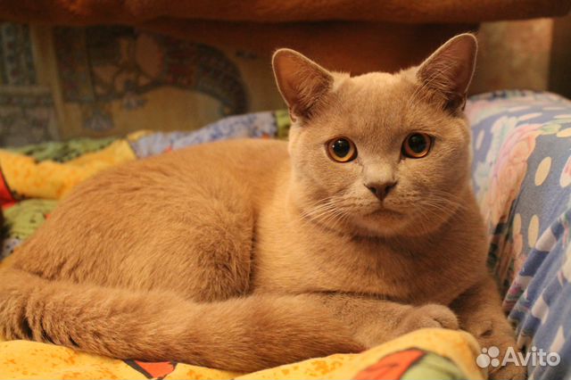 Котик на вязку