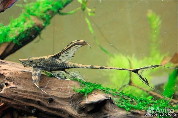 Стурисома панамская. Рыбка веточка