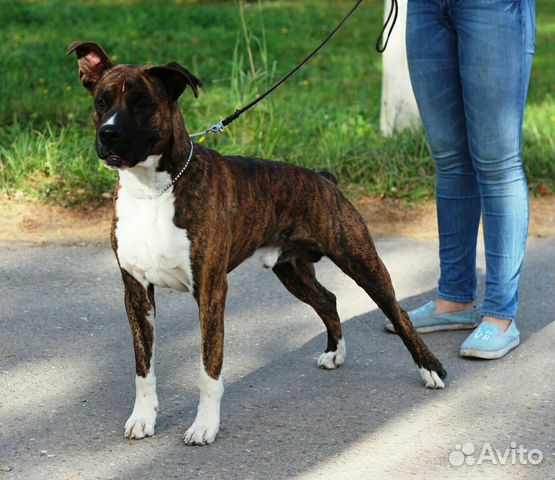 MIX боксера в дар