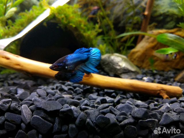 Рыбки петушки самки