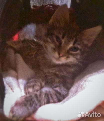 В дар, два которебенка