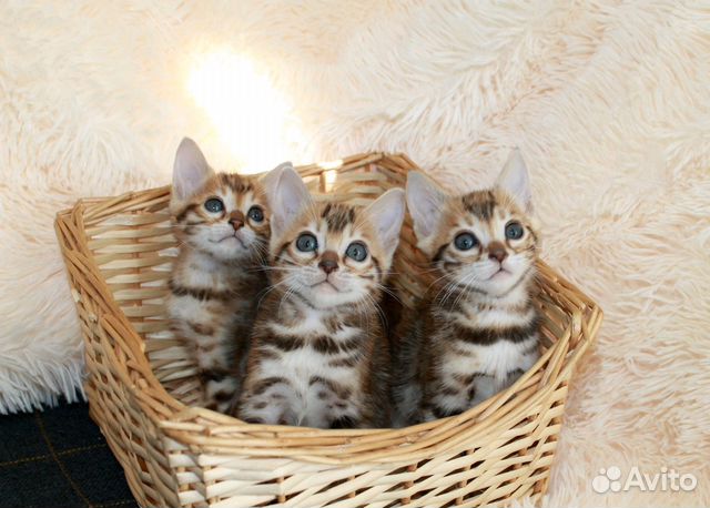 Элитные бенгальские котята