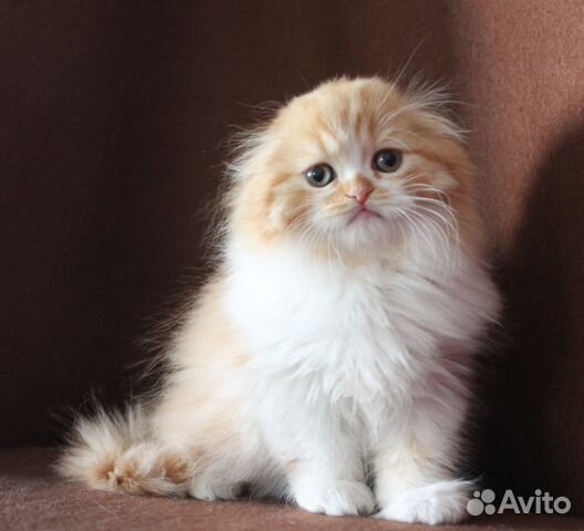 Мальчик хайленд фолд рыжуля