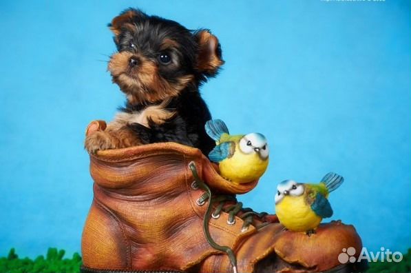 Йорки Малыши карандаши