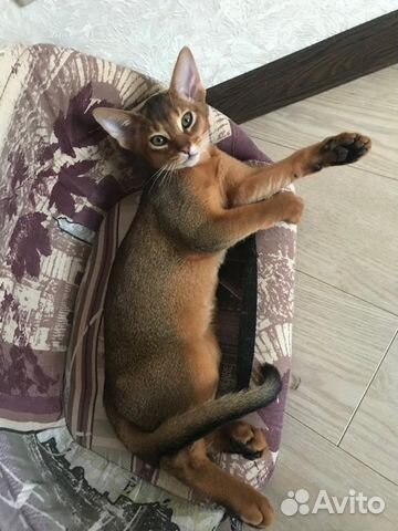 Абиссинские котята