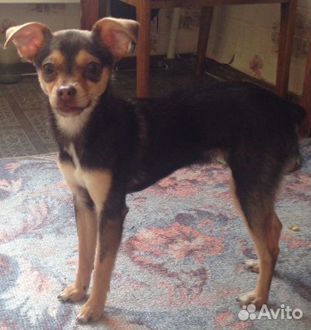 Пропала собака