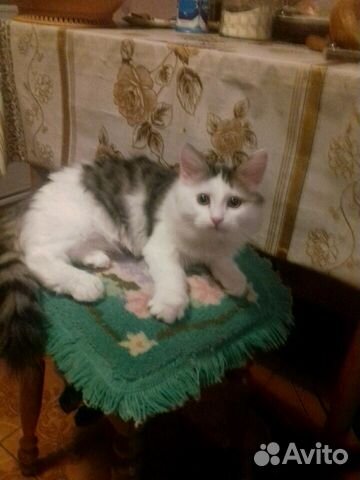 Котенок