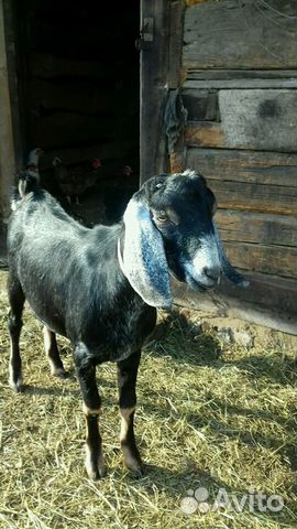 Нубийский козёл услуги