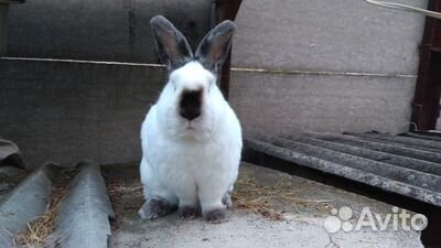 Продам кроликов