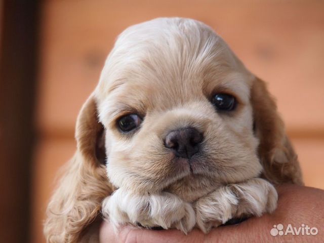 Лучшие щенки Американца