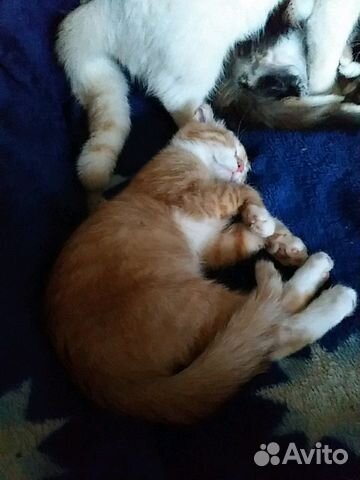 Котята в дар
