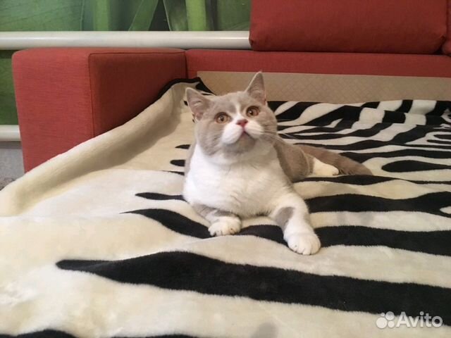 Котенок окраса фавн мальчик