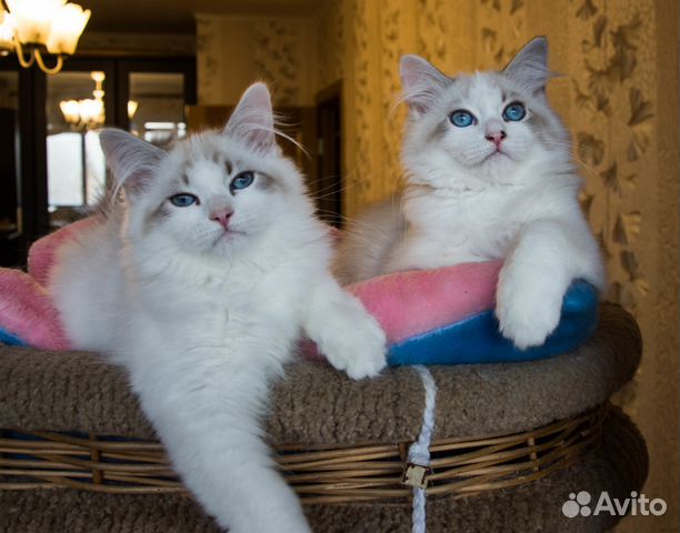 Невские маскарадные котики