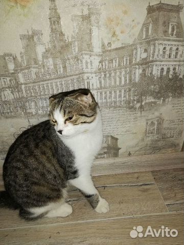 Кот ищет кошку
