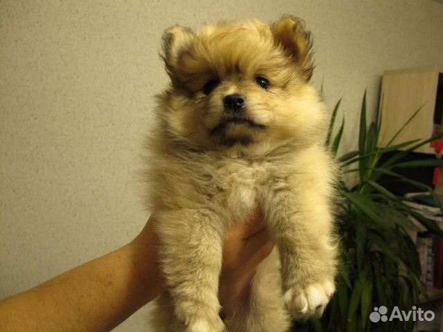 Девочки шпиц