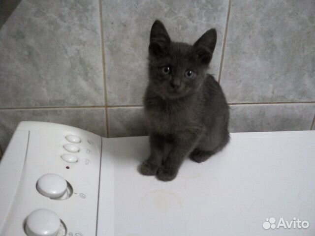 Котик руско-голубой 1,5 мес.Помогите пристроить