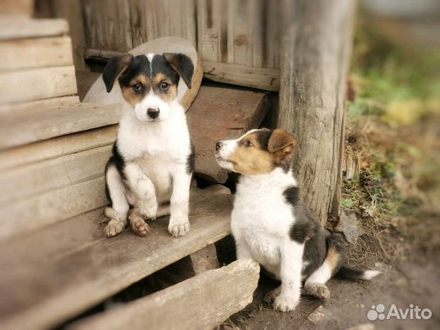 Две очаровательные девочки