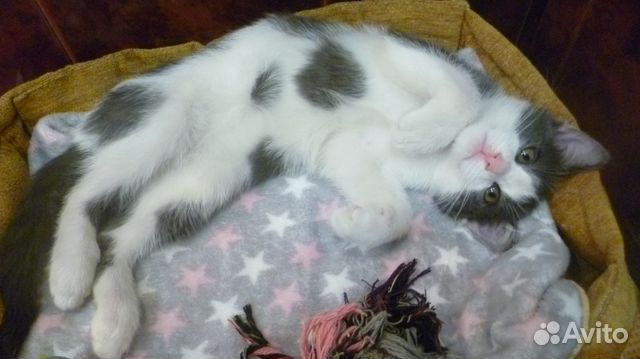 Малыш Грей в дар