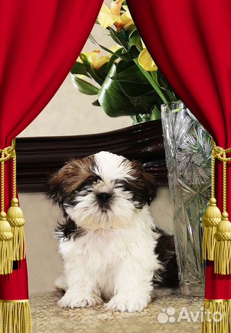 Курносик ши-тцу