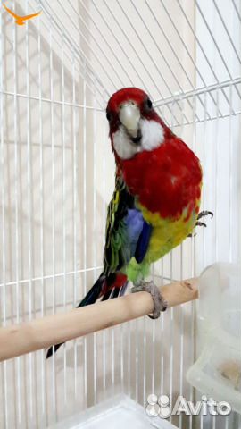 Попугай розелла пестрые крастный