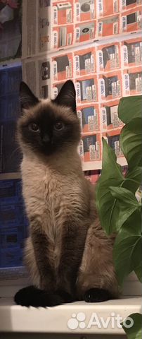 Отдам сиамскую кошку