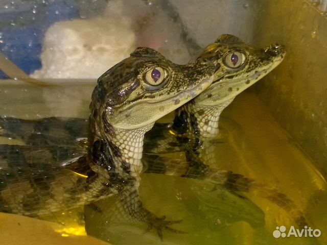 Крокодиловые кайманы