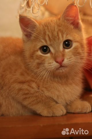 Отдам ответственным людям