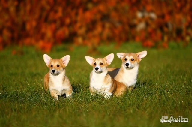 Вельш корги пемброк