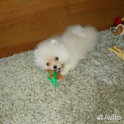 Шпиц миниатюрный щенки разные окрасы