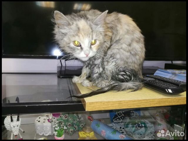 Котёнок ищет дом